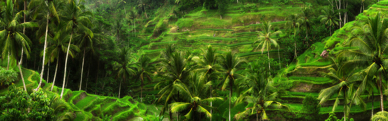 Travel Insurance for Bali | Medibank